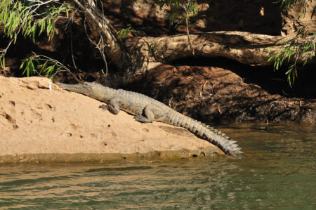 Tropical North Queensland – Self Drive | Cairns Tours